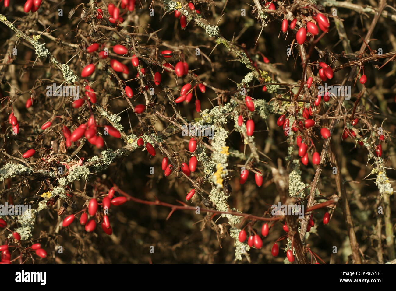 Haie rouge Banque de photographies et d’images à haute résolution - Alamy