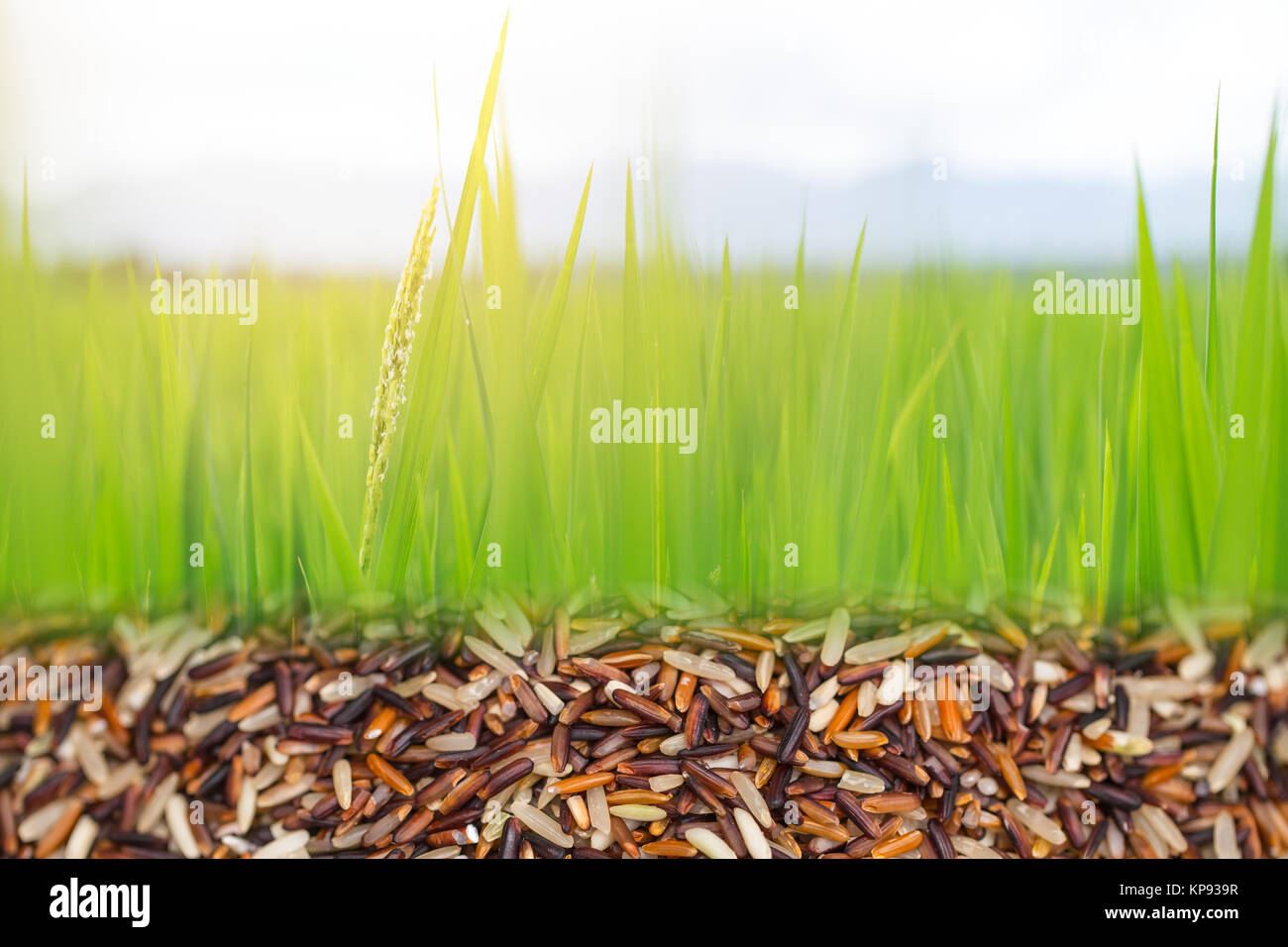 Plante de riz Banque de photographies et d’images à haute résolution ...