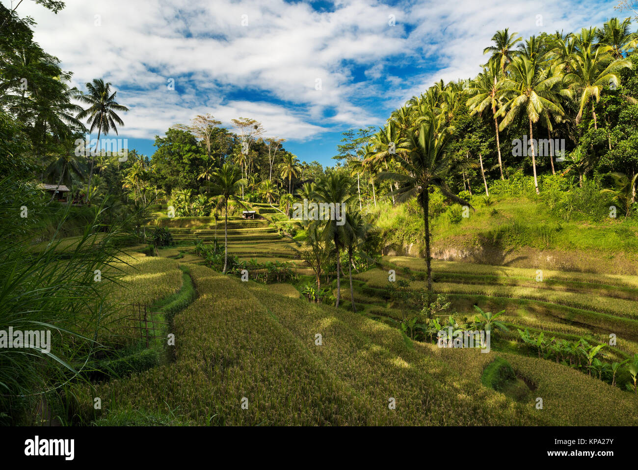 Belles rizières en terrasses dans la lumière du matin près du village ...