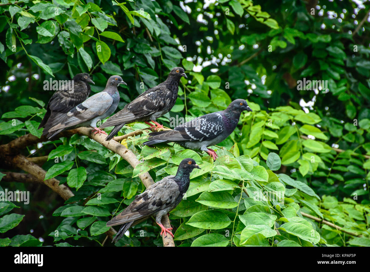 Pigeon sur l'arbre Banque de photographies et d’images à haute ...