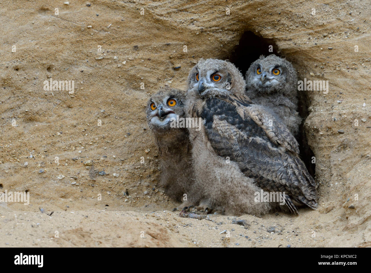 Grand hibou / Hiboux / Uhus ( Bubo bubo ), trois poussins ensemble dans ...