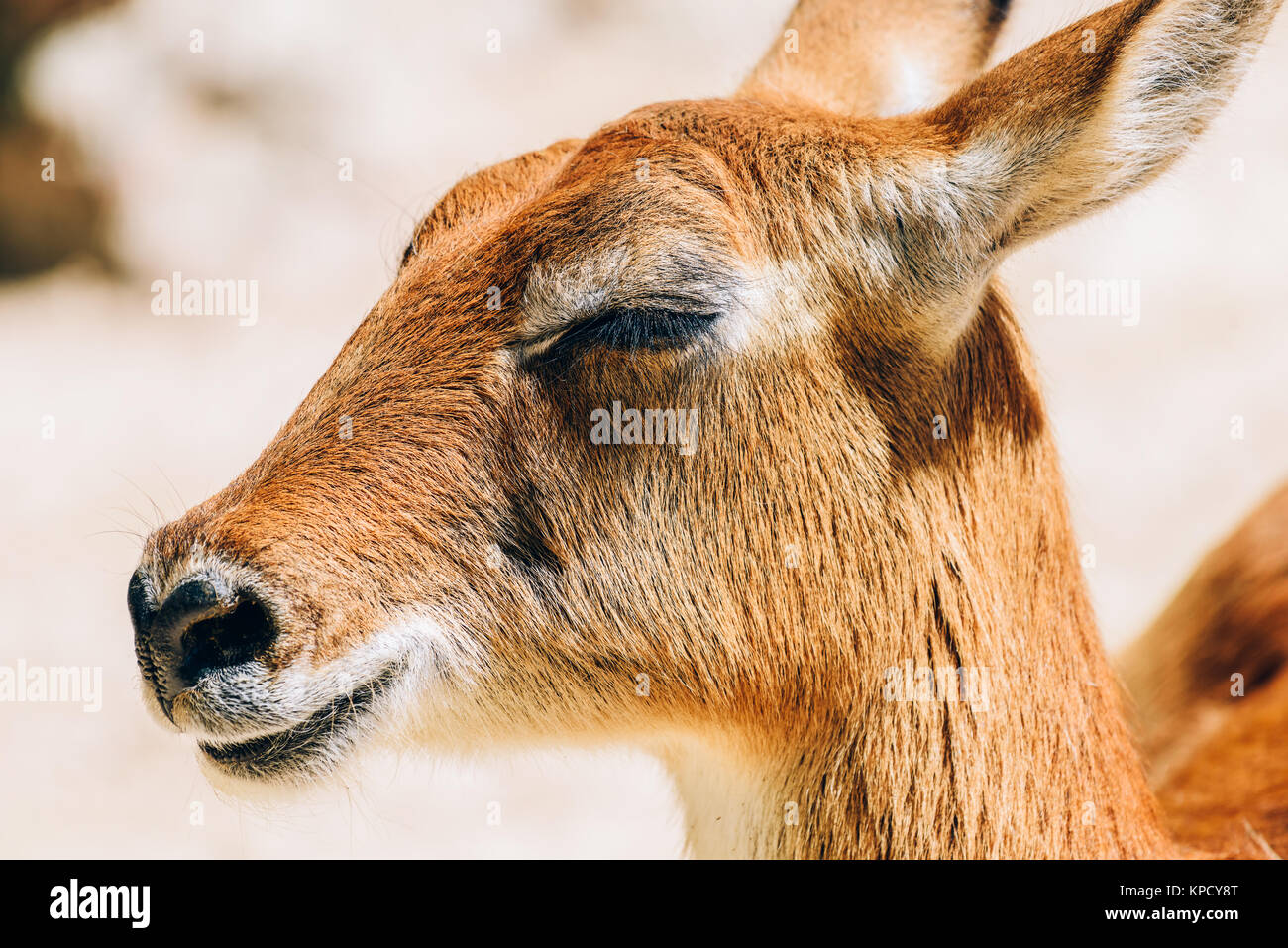 Afrique afrique sauvage faune animal animaux antilope Banque de ...