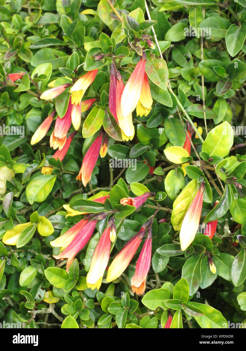Jacobinia jacobinia pauciflora Banque de photographies et d’images à ...
