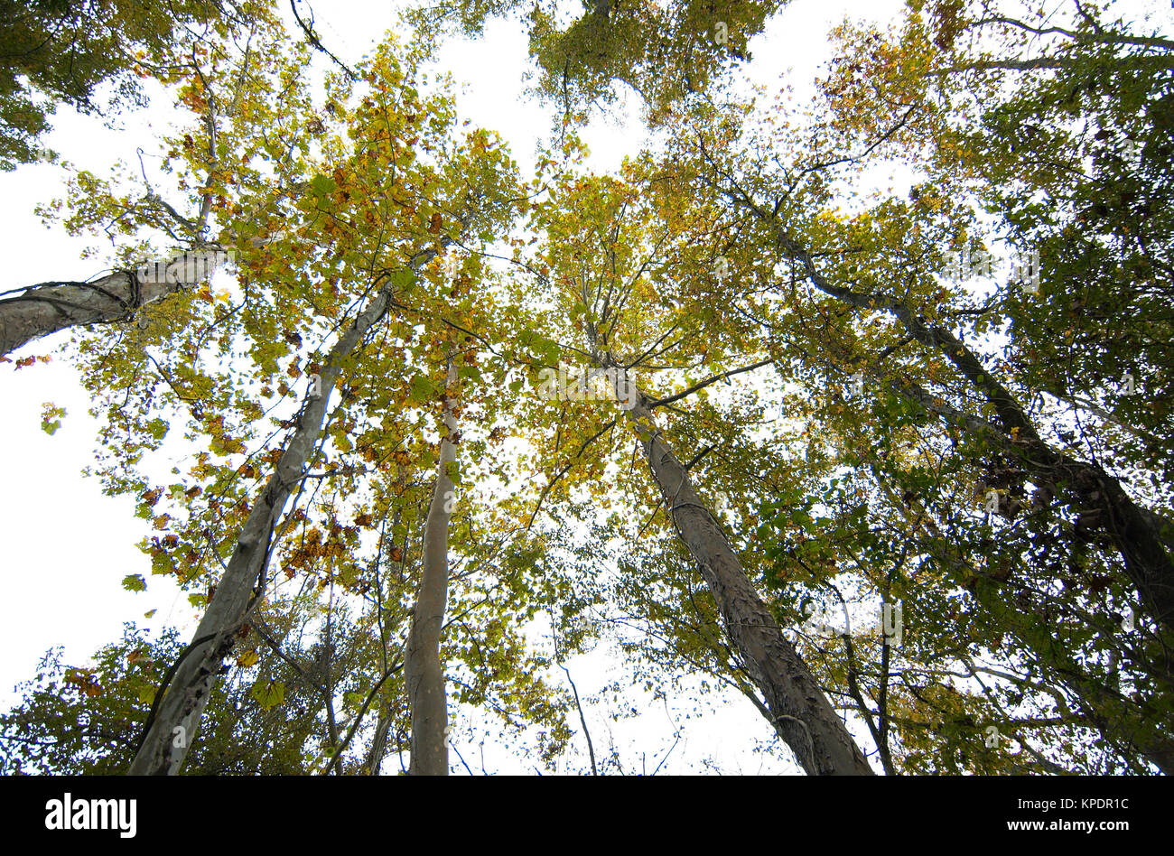 Originaire de baton rouge Banque de photographies et d’images à haute ...