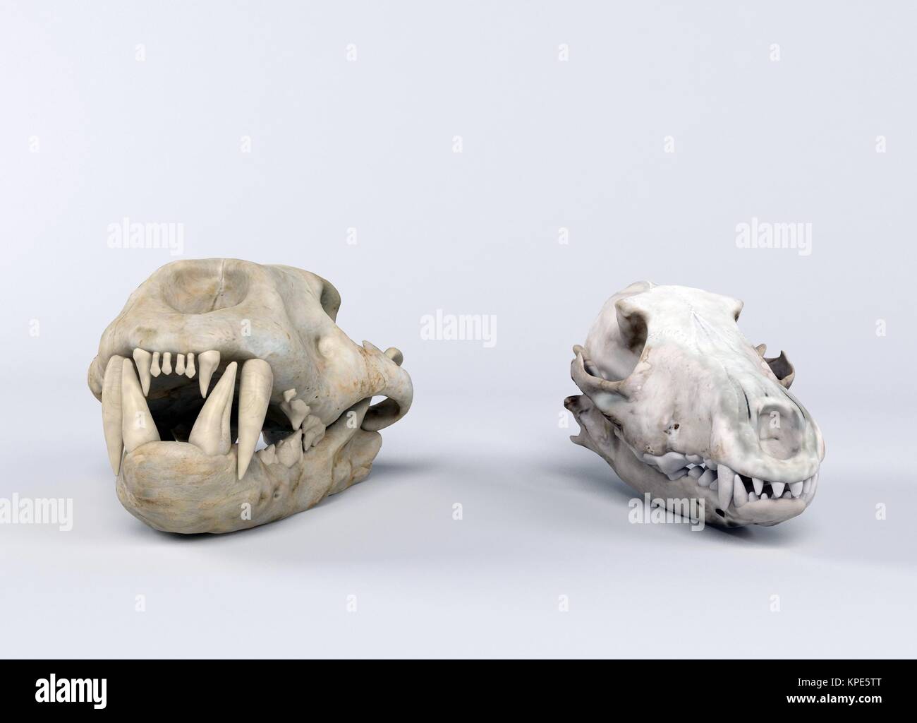 Giant Pangolin Skull