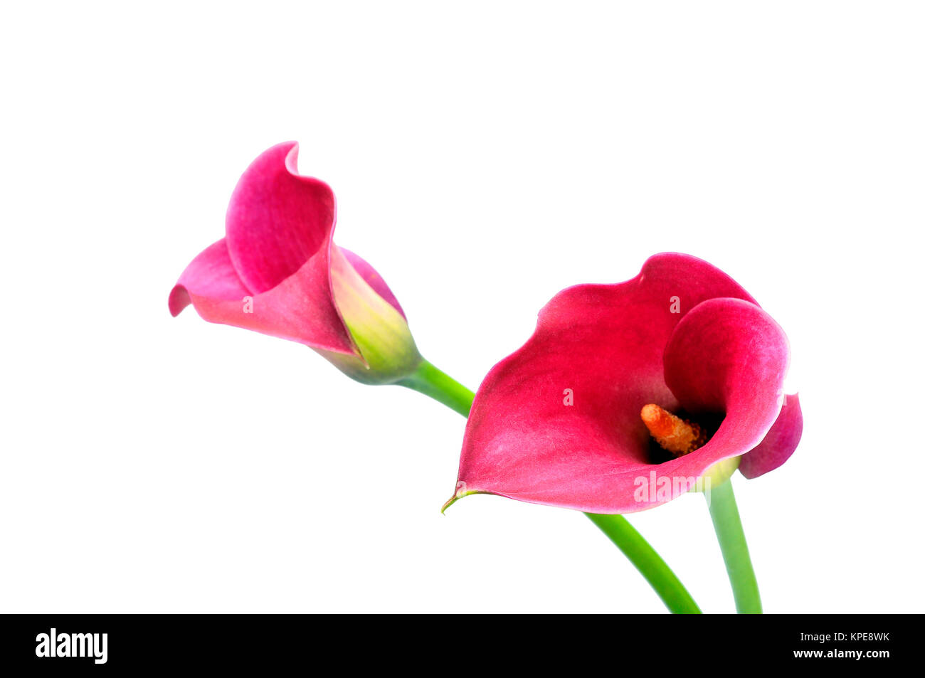 Purple arum Banque de photographies et d’images à haute résolution - Alamy