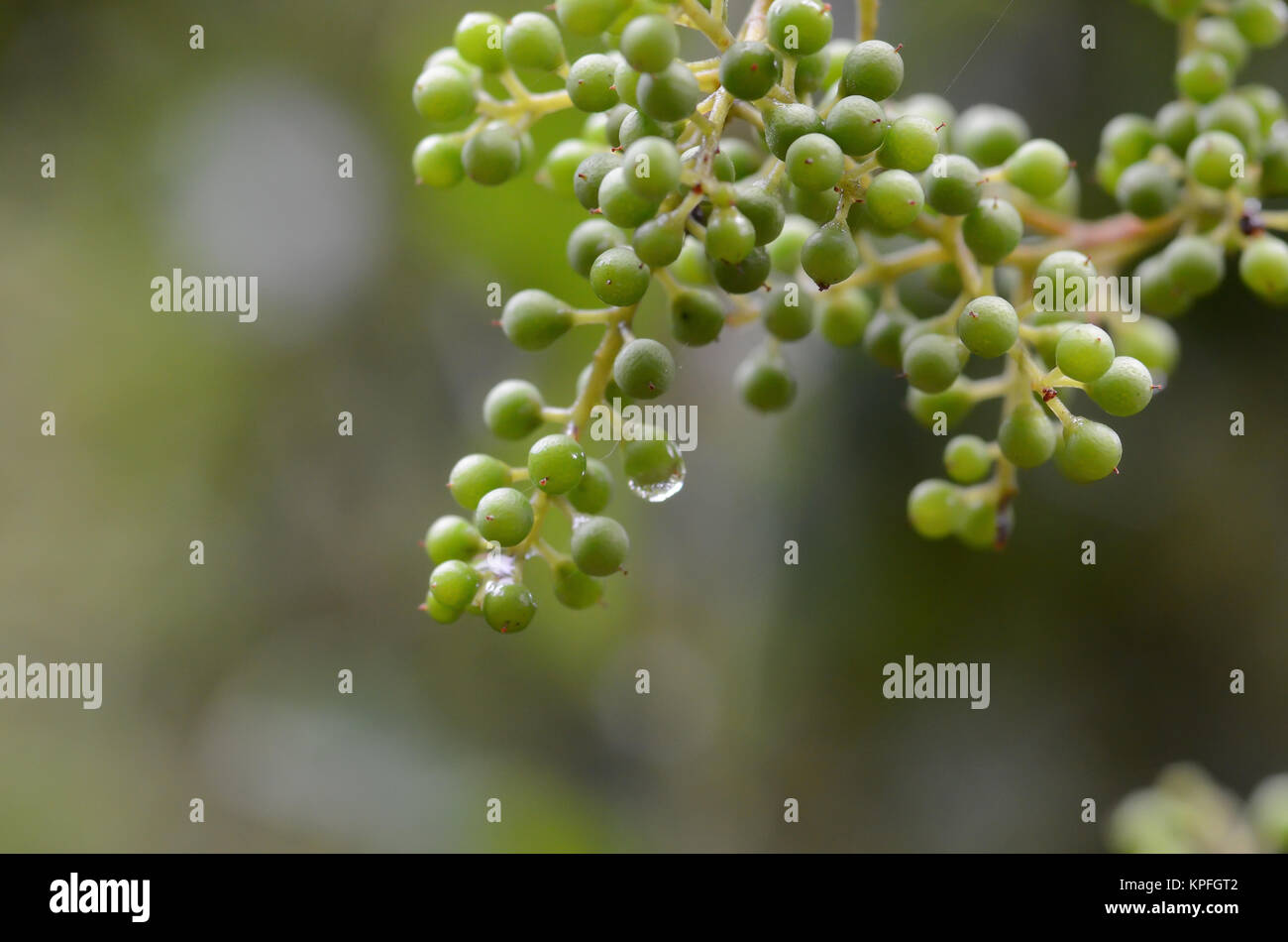 Baie verte Banque de photographies et d’images à haute résolution - Alamy