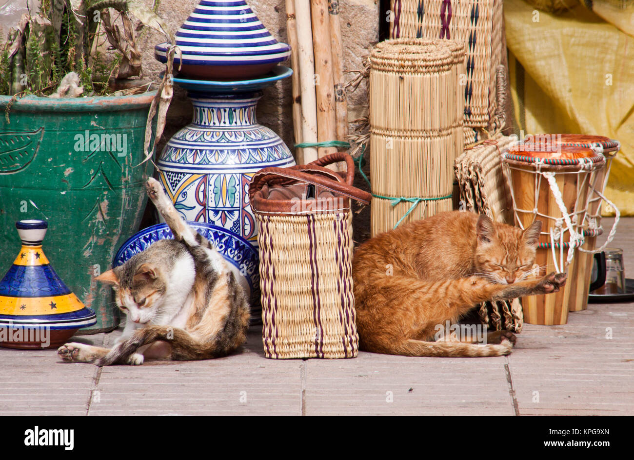 Chat arabe Banque de photographies et d’images à haute résolution - Alamy