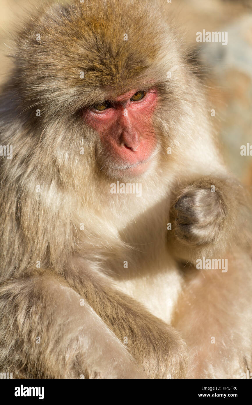 Lovely Monkey Banque d'image et photos - Alamy