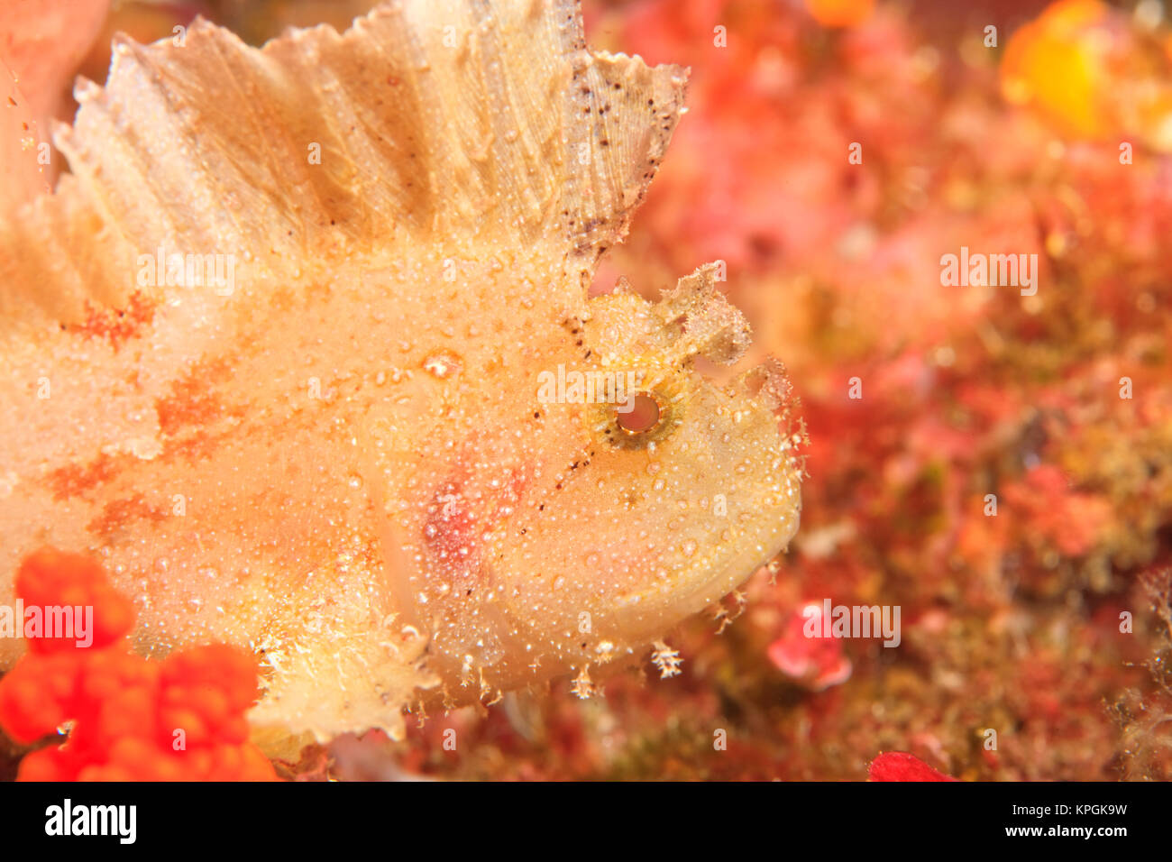Poisson feuille, la plongée à Tukang Besi/Préserver l'archipel de ...