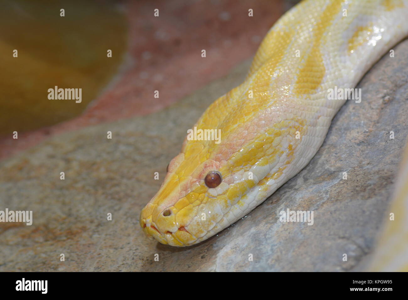 Anaconda jaune Banque de photographies et d’images à haute résolution ...