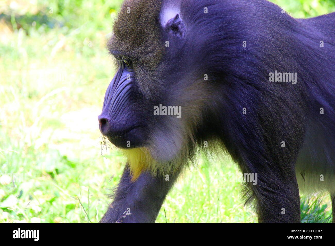 Monkey grass Banque de photographies et d’images à haute résolution - Alamy