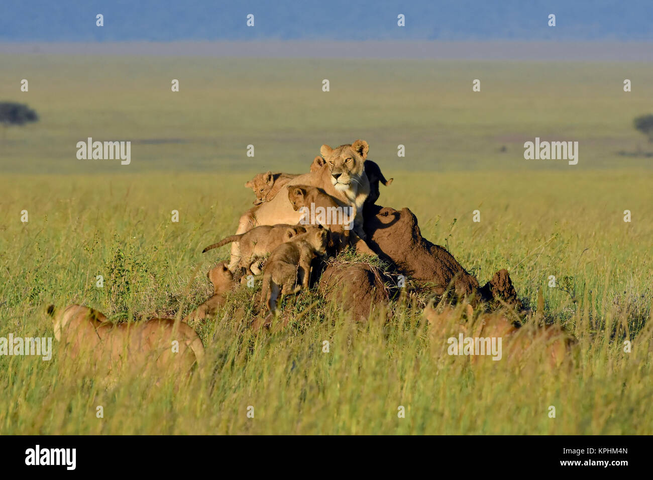 Fourmi lion Banque de photographies et d’images à haute résolution - Alamy