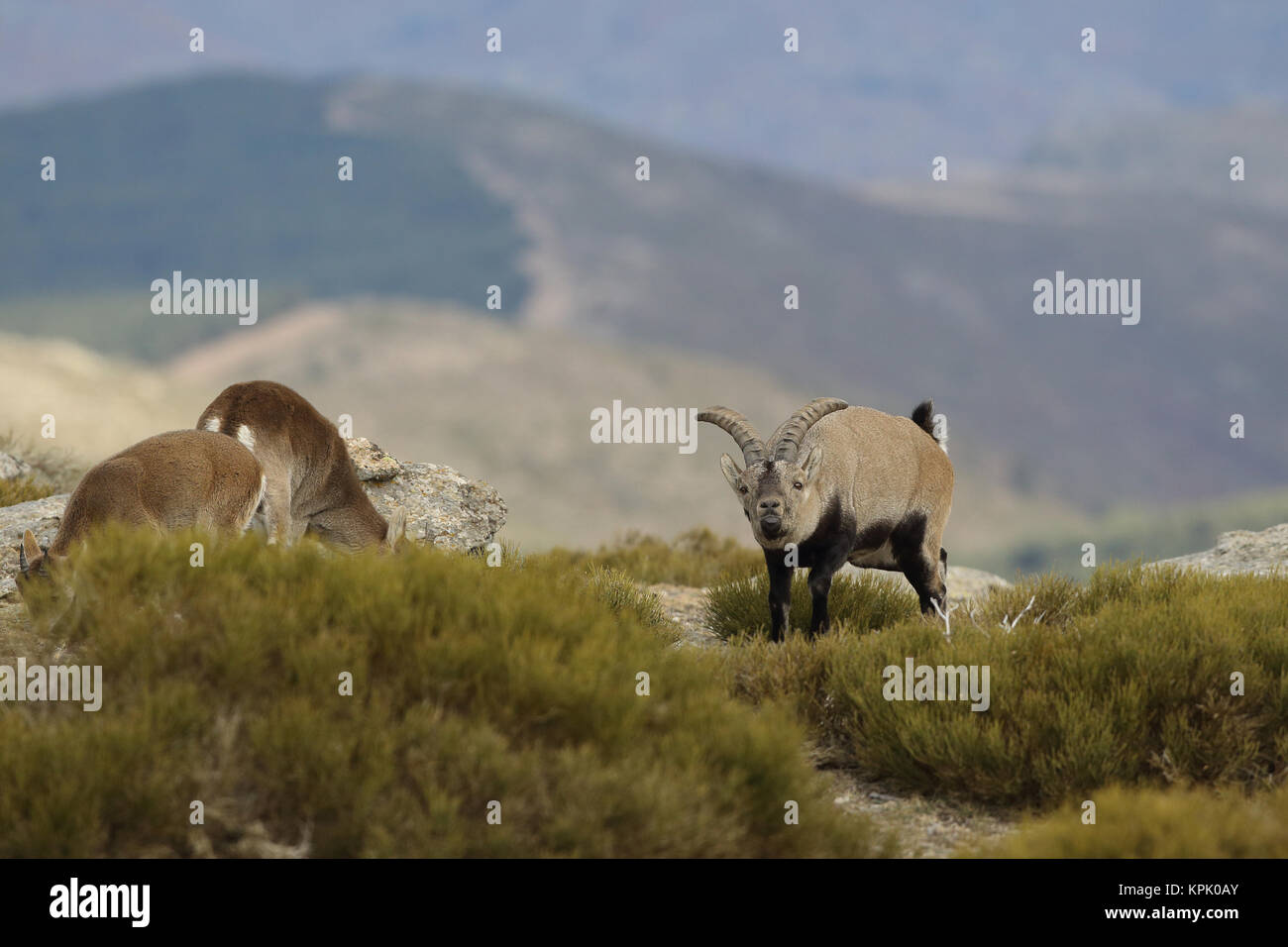 Accouplement de moutons à grandes cornes Banque de photographies et d ...