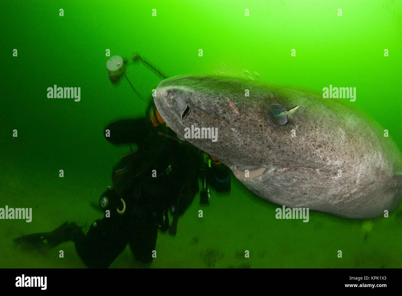 Requin du Groenland ou Laimargue du Groenland (Somniosus microcephalus ...