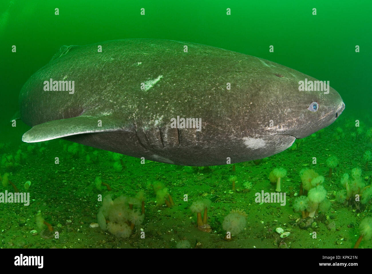 Requin à collerette Banque de photographies et d’images à haute ...