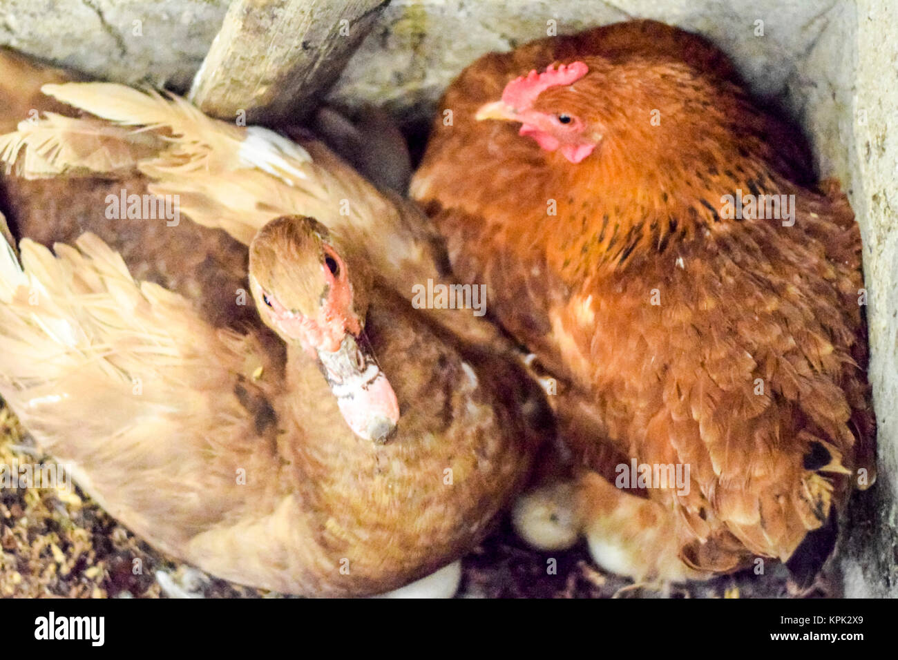 Canard musqué sur le nid. La reproduction des canards musqués Photo ...