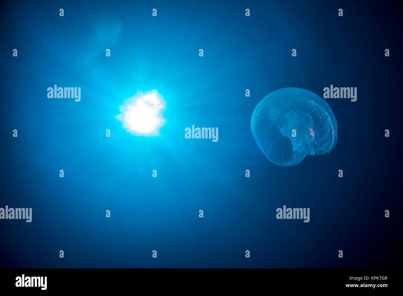 Aurelia aurita aussi appelé common méduse, méduse de lune, de la lune ...