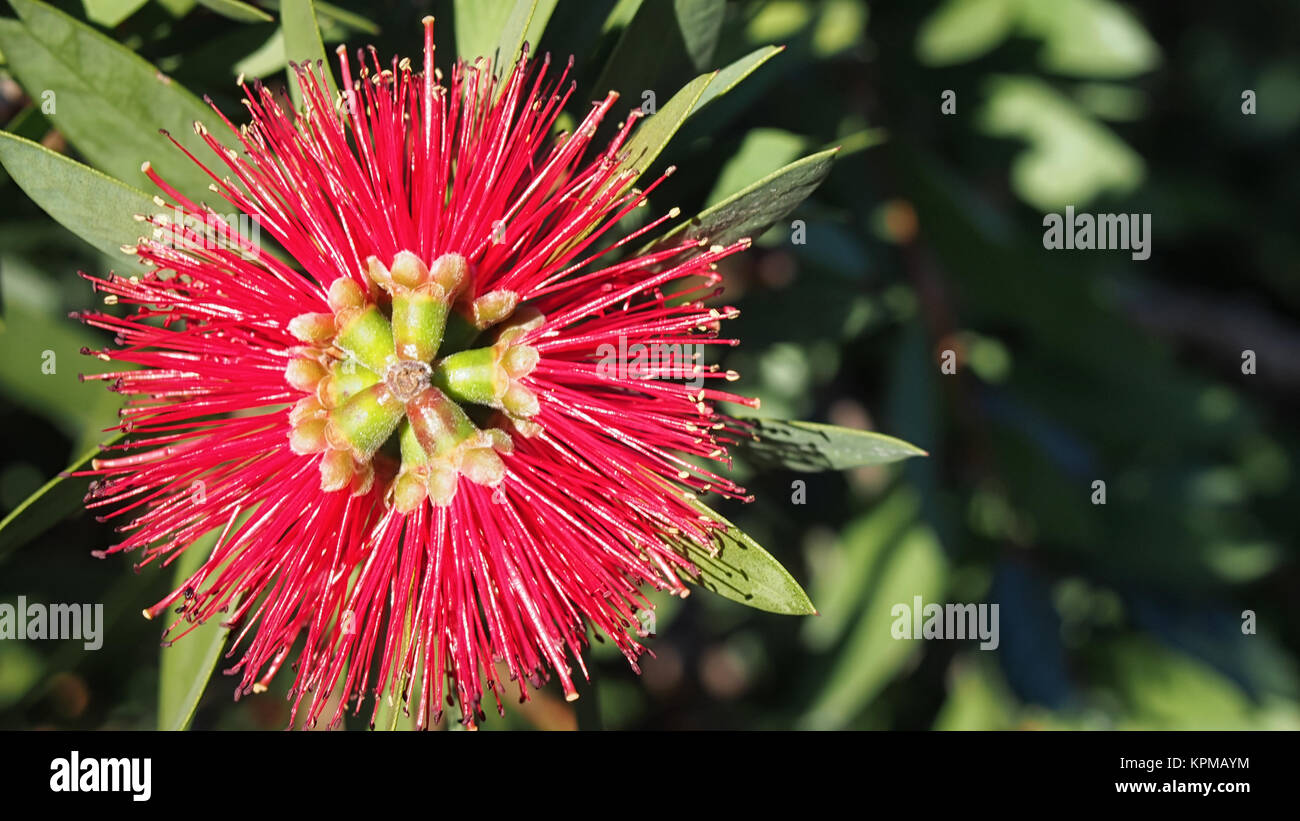 Malay rose pomme syzygium malaccense Banque de photographies et d ...