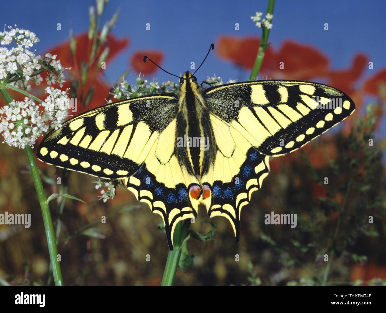 Einheimischer schmetterling Banque de photographies et d’images à haute ...
