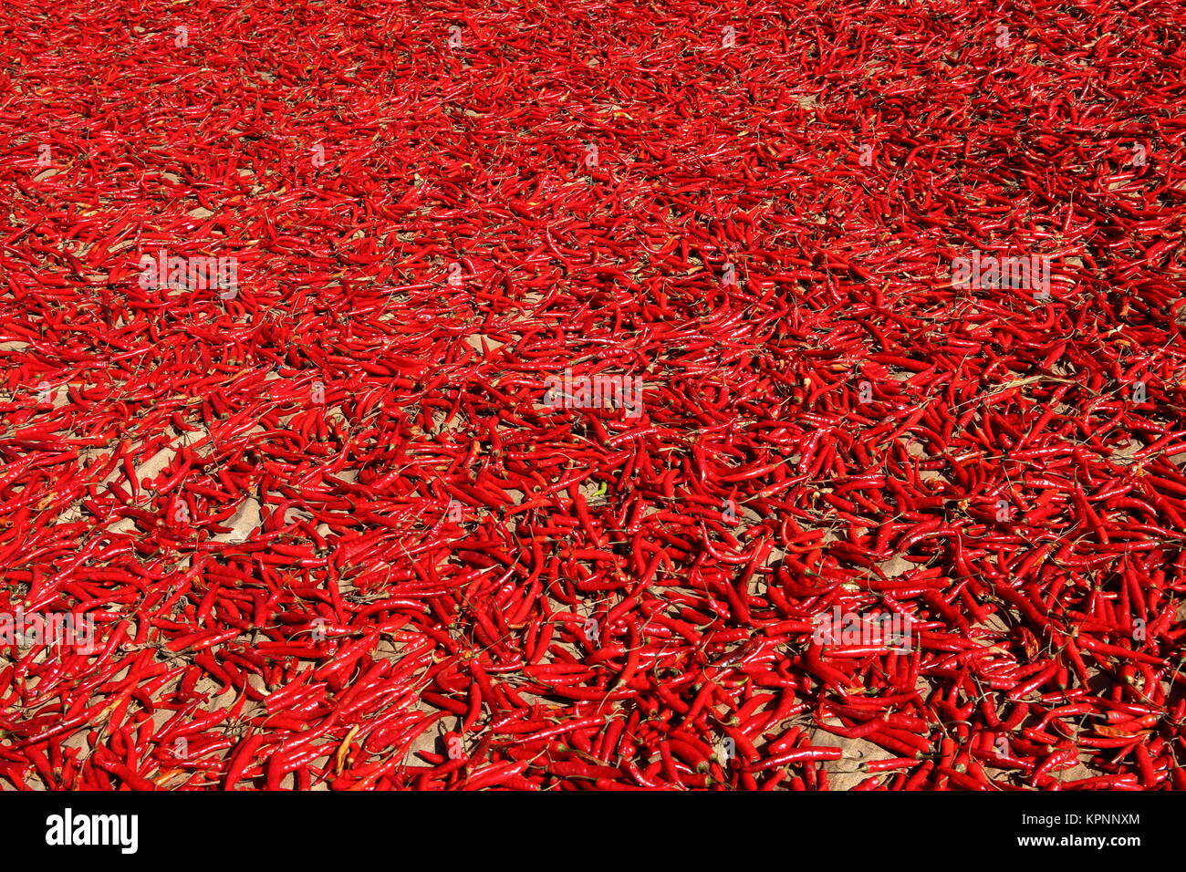 Myanmar piments rouges Banque de photographies et d’images à haute ...