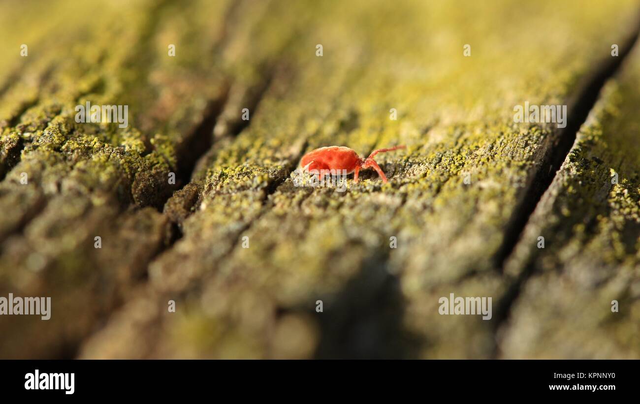 Acarien du trombidium rouge Banque de photographies et d’images à haute ...