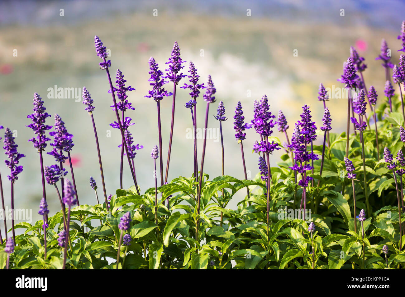 Plante de sauge Banque de photographies et d’images à haute résolution ...