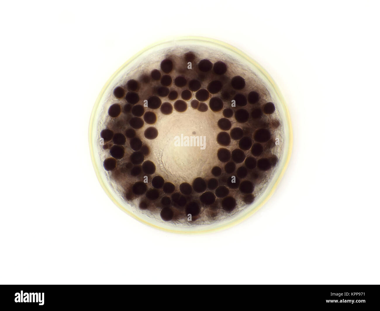 Pollen microscope Banque d'images détourées - Alamy