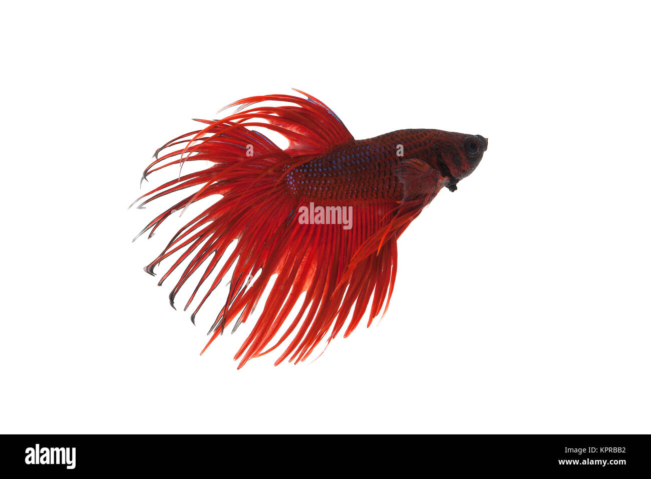 Poisson de combat siamois betta splendens Banque de photographies et d ...