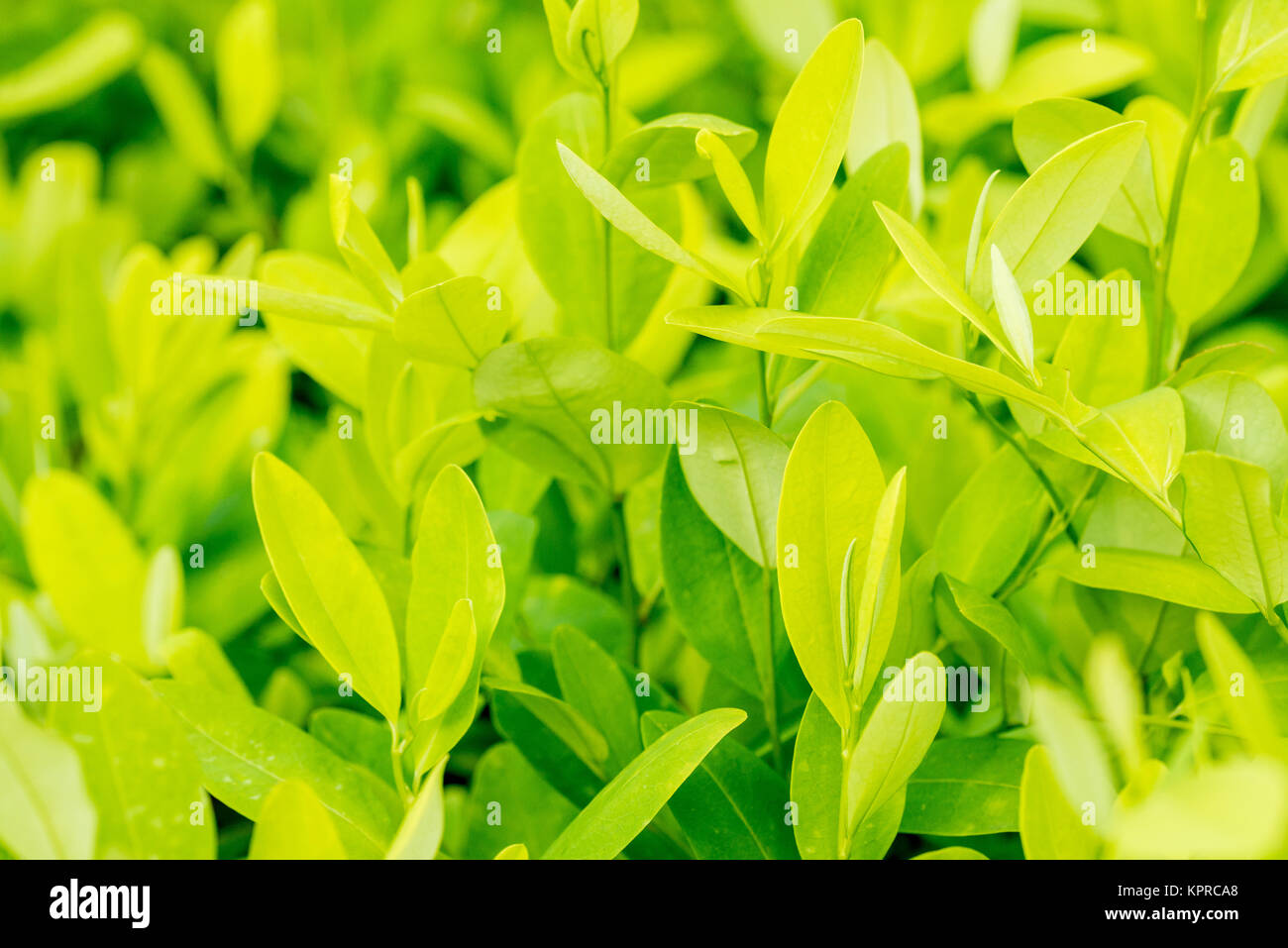 Plante de coca Banque de photographies et d’images à haute résolution ...