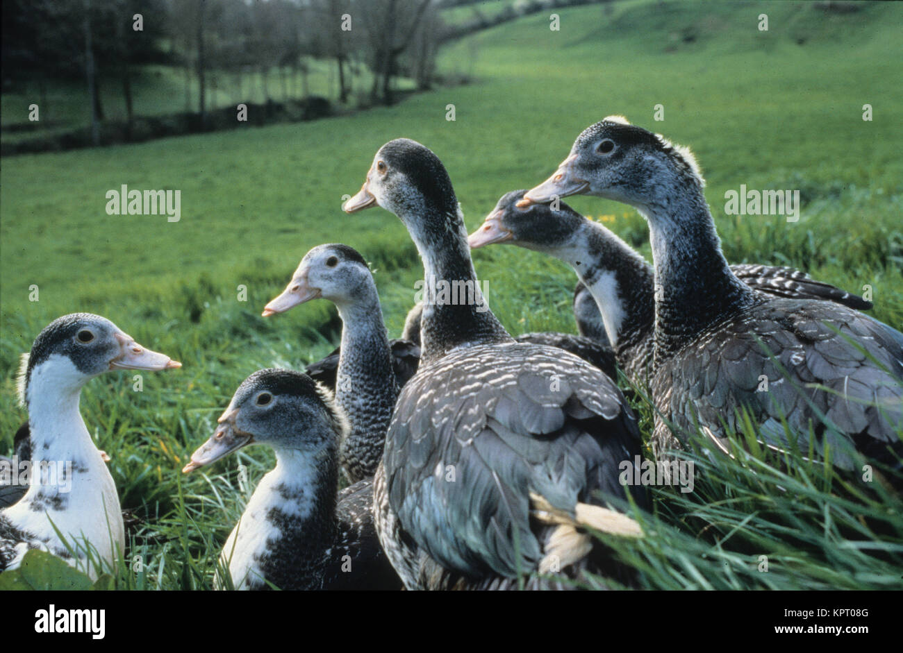 Canard de challans Banque de photographies et d’images à haute ...