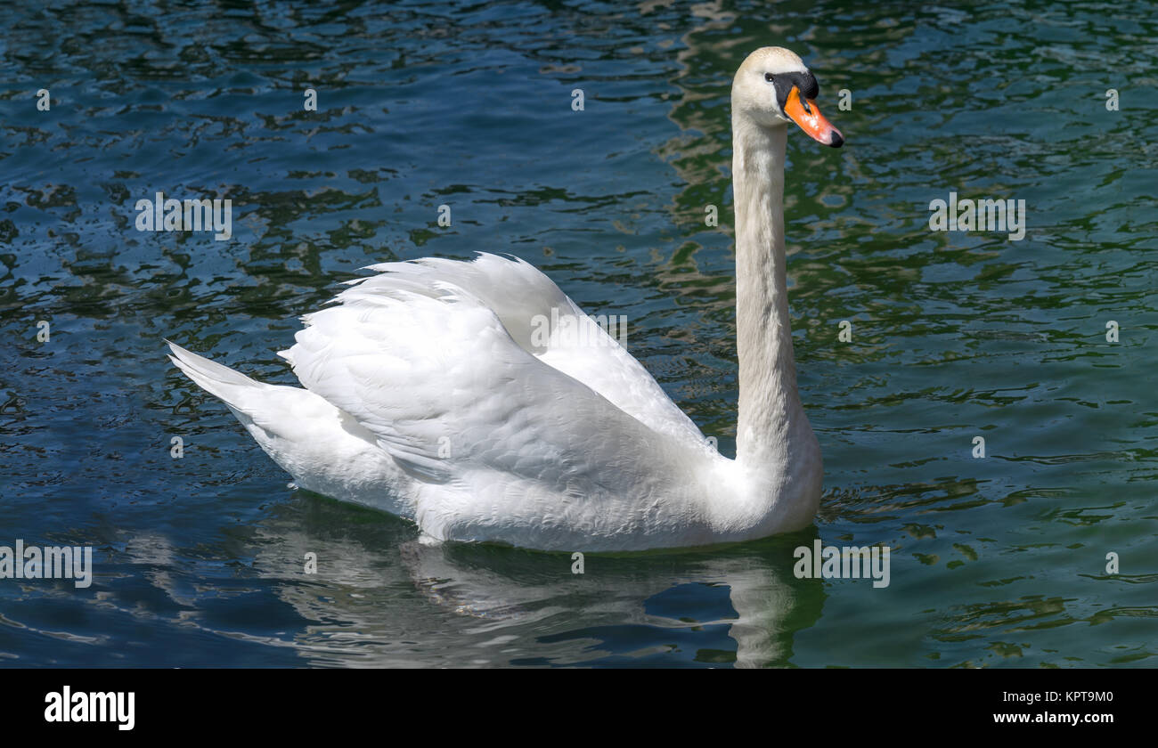 Eau de lac de cygne blanc simple Banque de photographies et d’images à haute résolution - Alamy