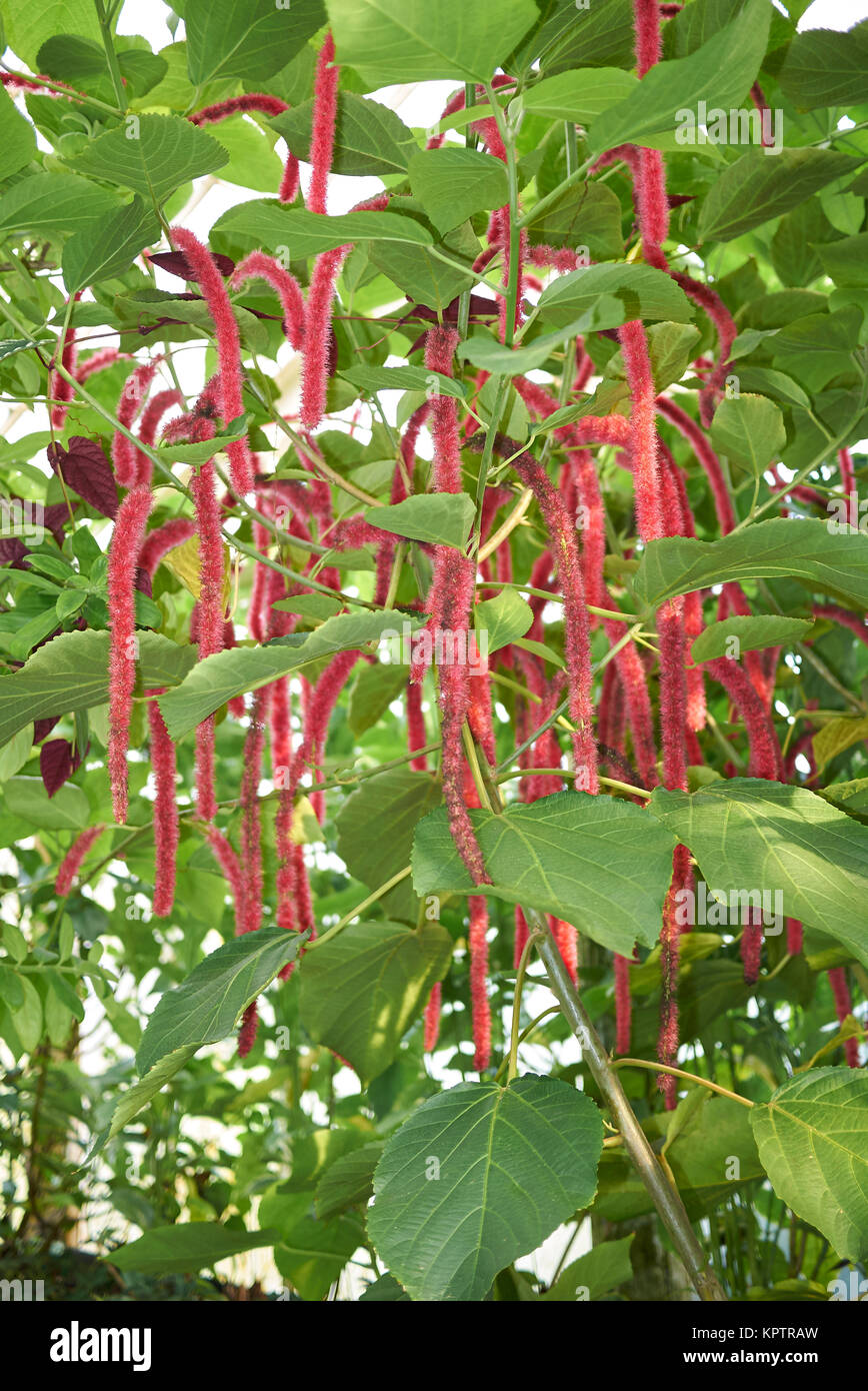 Acalypha hispida Banque de photographies et d’images à haute résolution ...