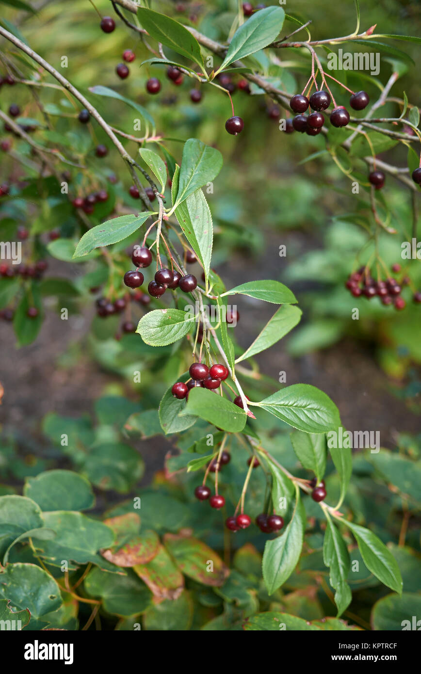 Aronia rouge Banque de photographies et d’images à haute résolution - Alamy