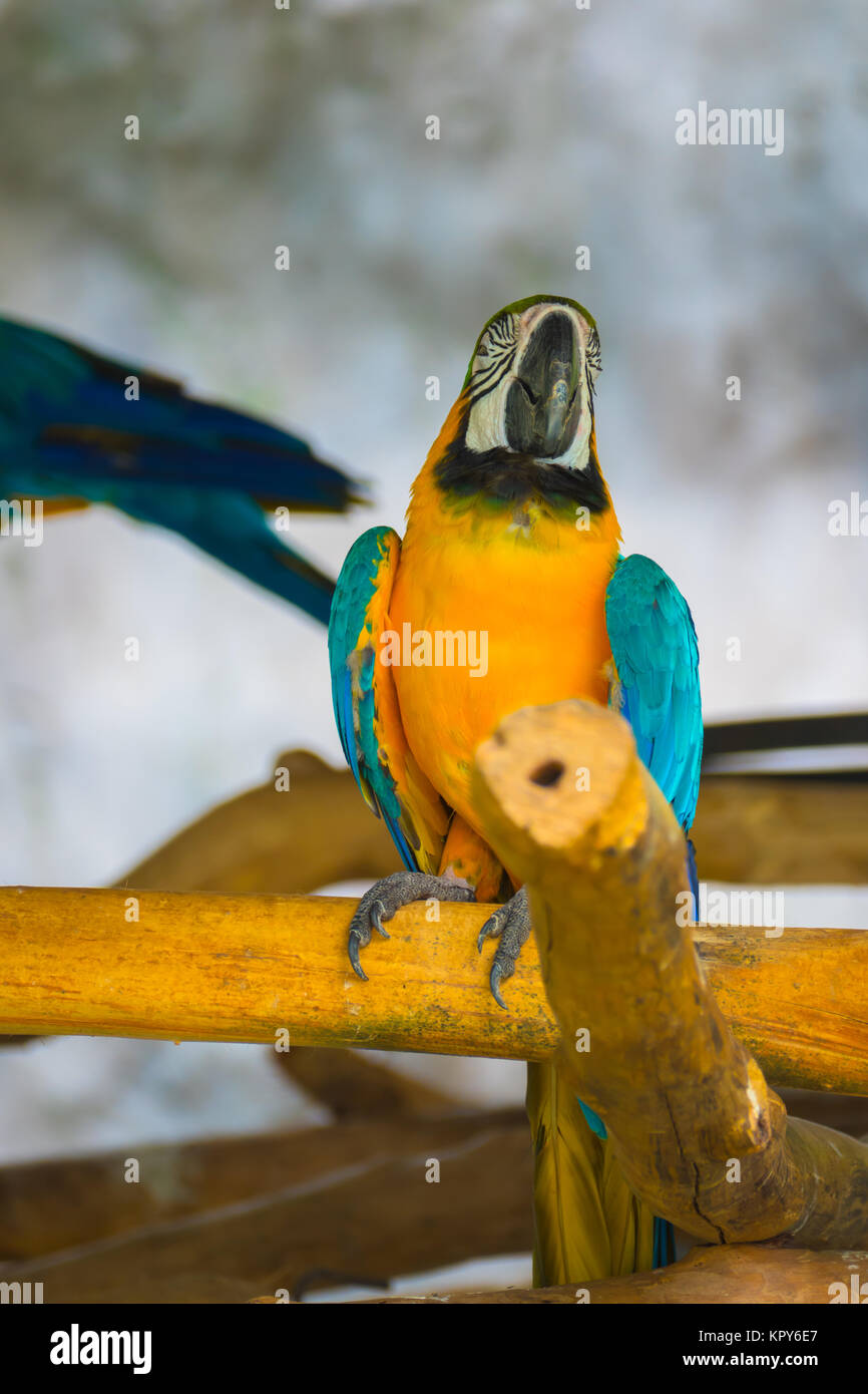 Un perroquet coloré sur la branche au zoo Photo Stock - Alamy