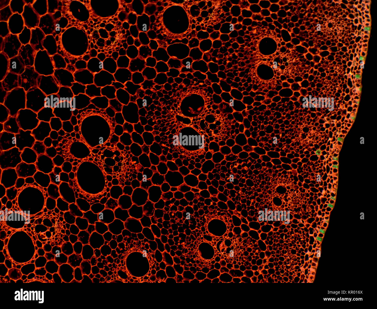 Inverted microscope Banque de photographies et d’images à haute ...