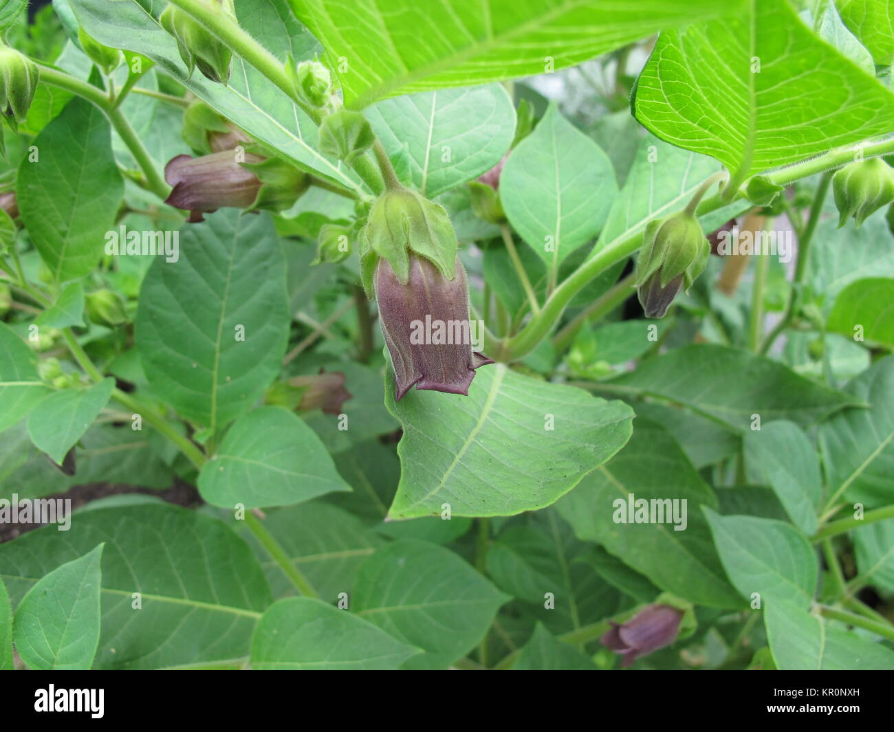 Belladonna belladonna Banque de photographies et d’images à haute ...