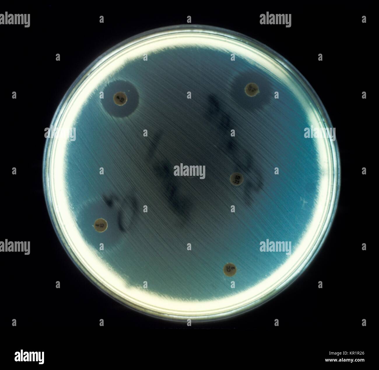 Enterococcus faecalis bacteria Banque de photographies et d’images à ...