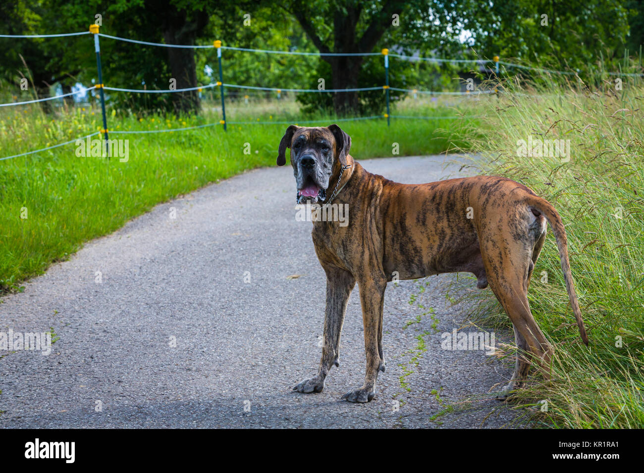 Deutsche dogge Banque de photographies et d’images à haute résolution ...