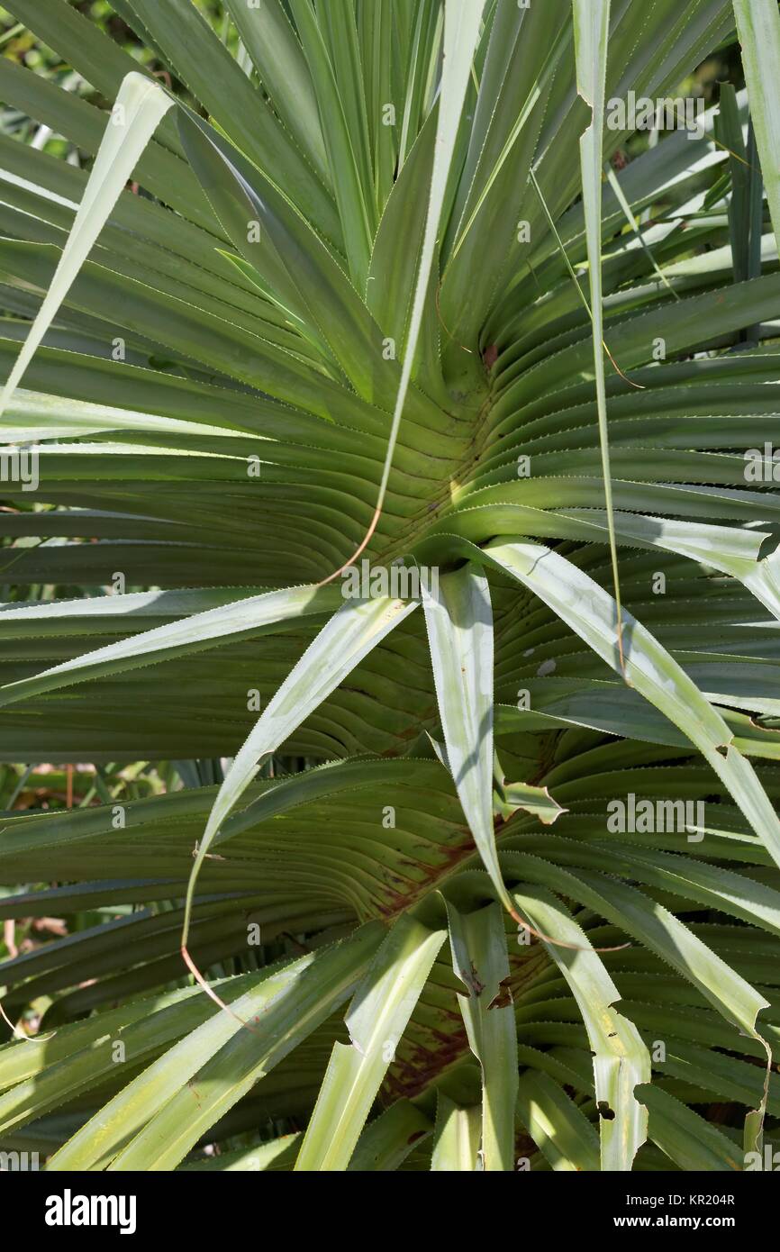 Pandanus spiralis Banque de photographies et d’images à haute ...