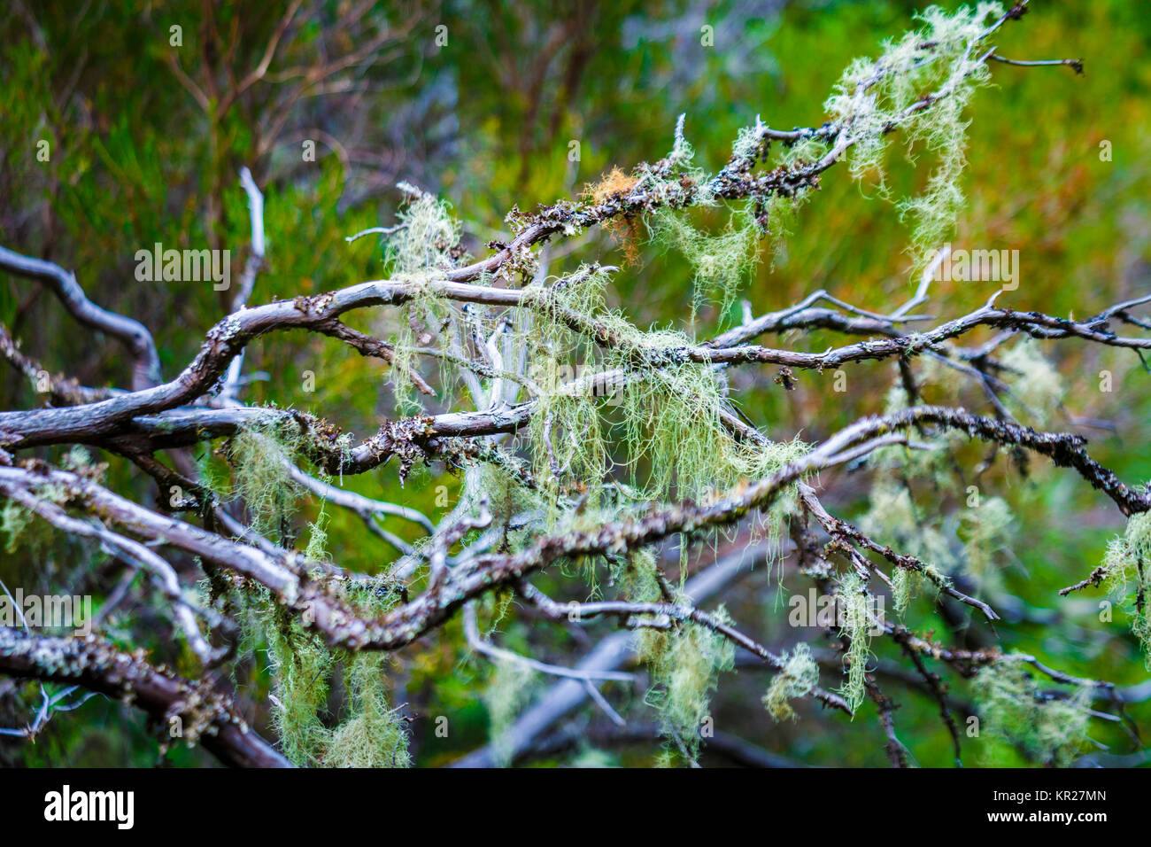 Accrocher avec des lichens Banque de photographies et d’images à haute ...