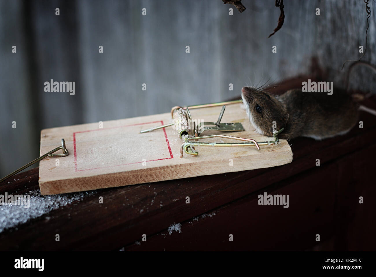 Joli rat mort Banque de photographies et d’images à haute résolution ...