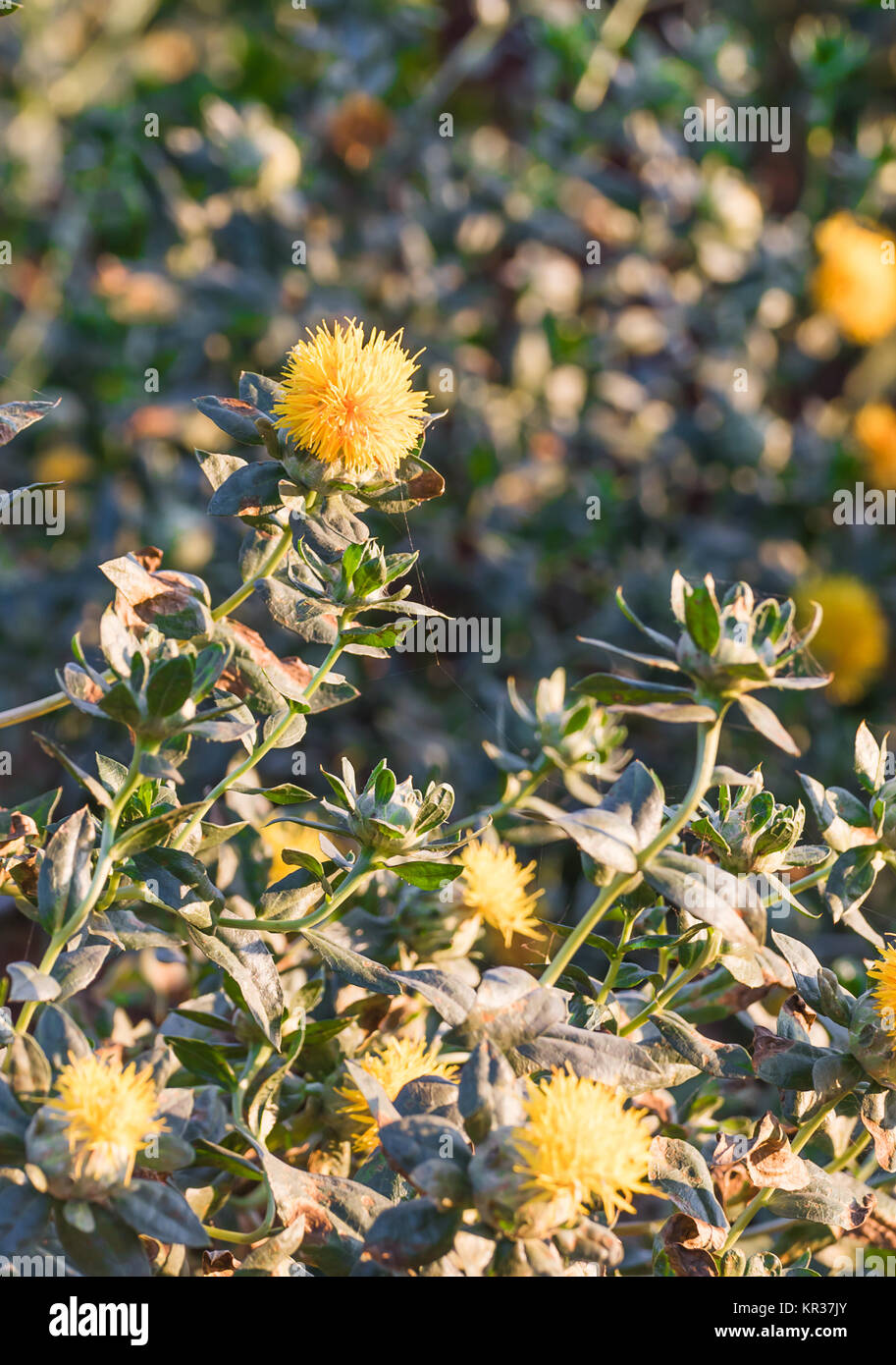 Tête de fleur carthame Banque de photographies et d’images à haute ...