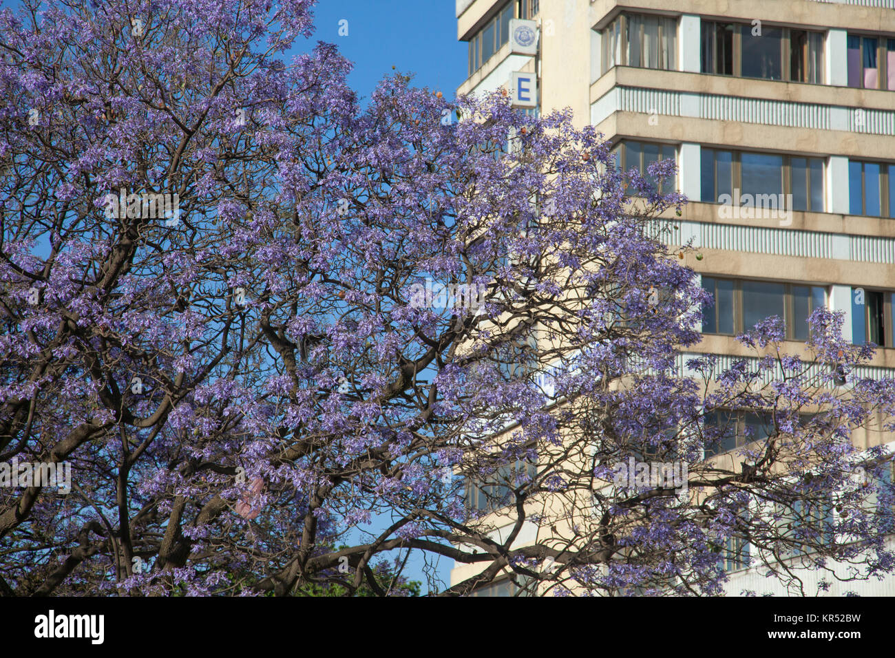 Purple flower addis ababa ethiopia Banque de photographies et d’images ...