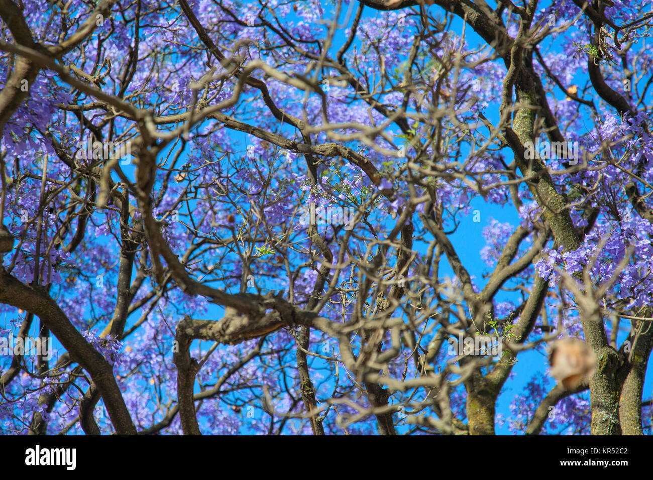 Purple flower addis ababa ethiopia Banque de photographies et d’images ...