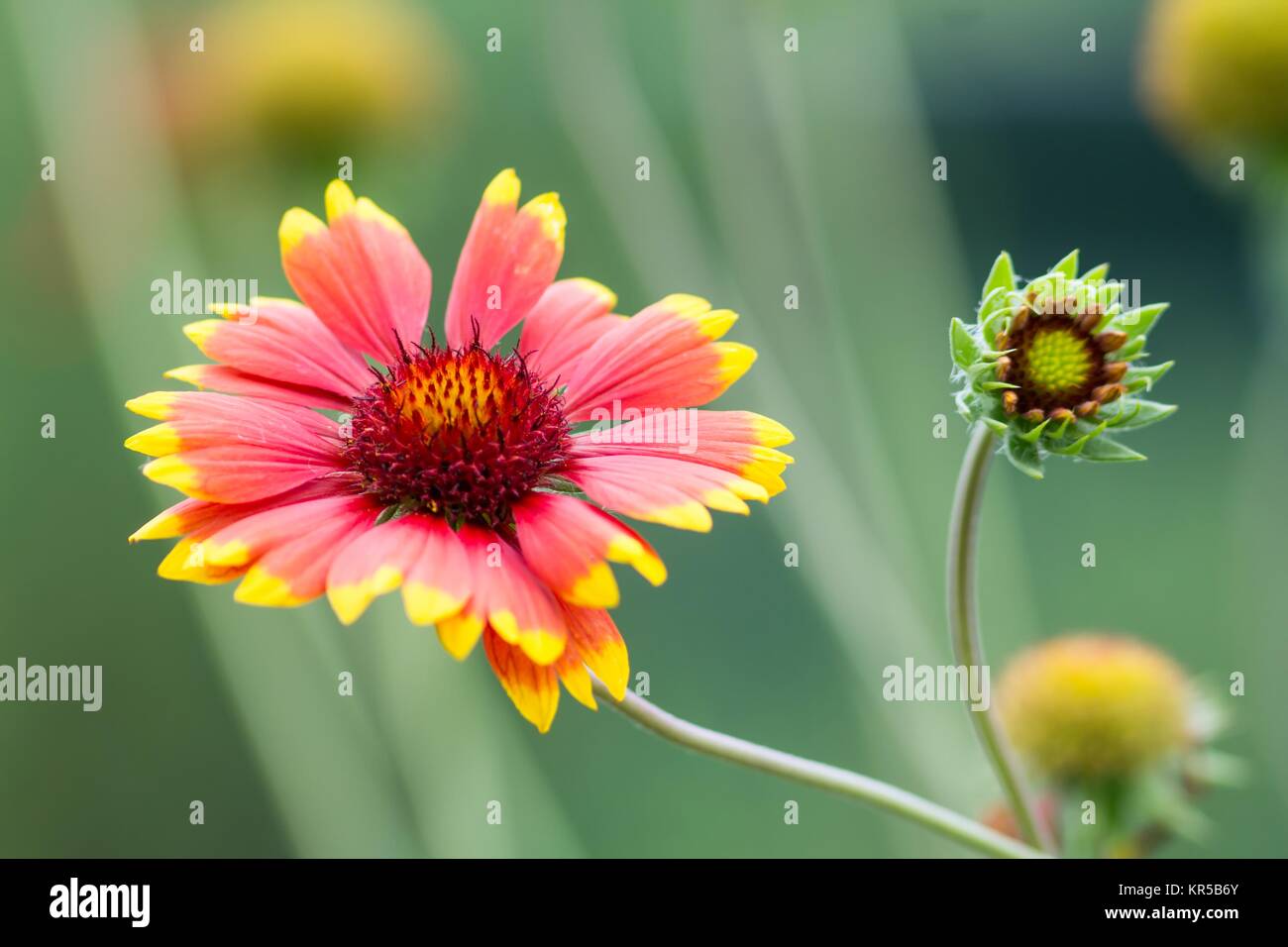 Fleurs de perroquet Banque de photographies et d’images à haute ...
