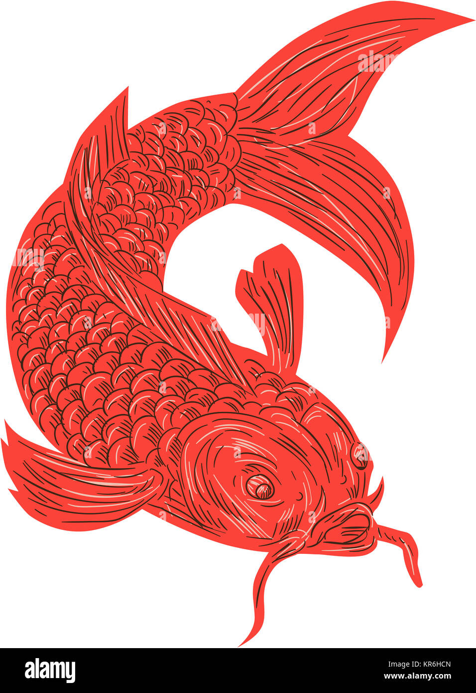 La carpe koï Nishikigoi rouge dessin de poisson Photo Stock - Alamy