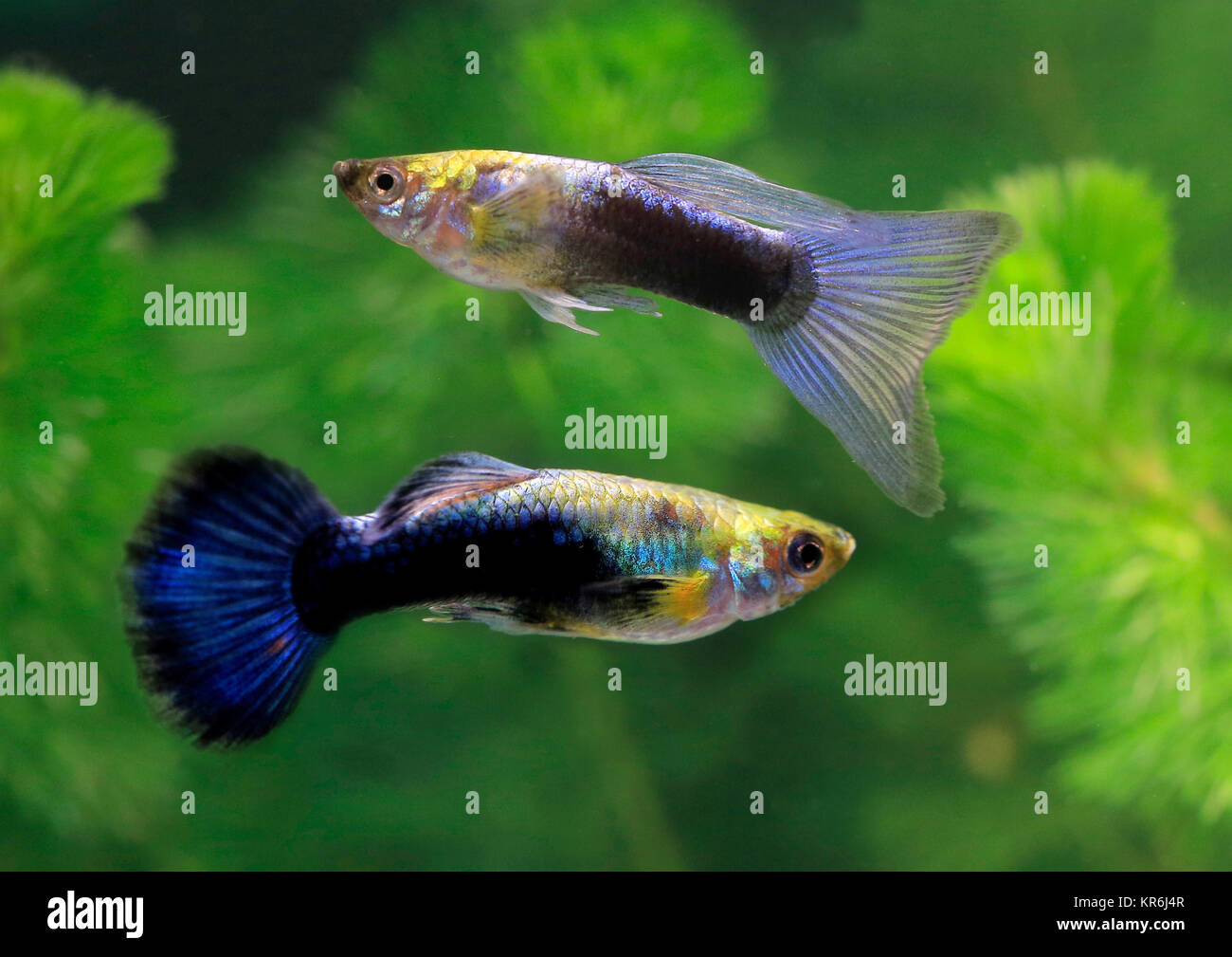 Poissons bleu jaune Banque de photographies et d’images à haute ...