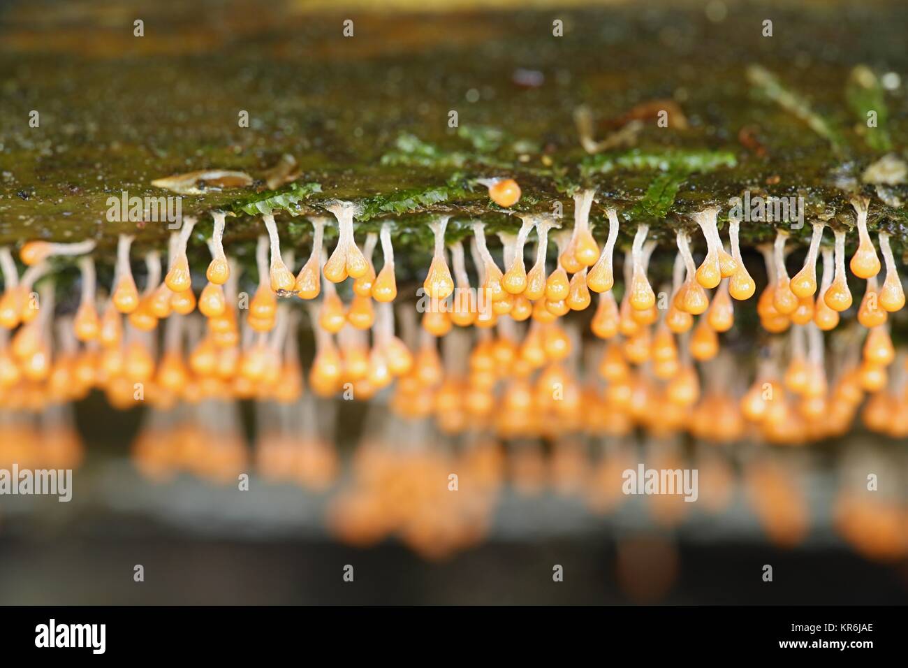 Myxomycète Orange, Trichia decipiens Photo Stock - Alamy