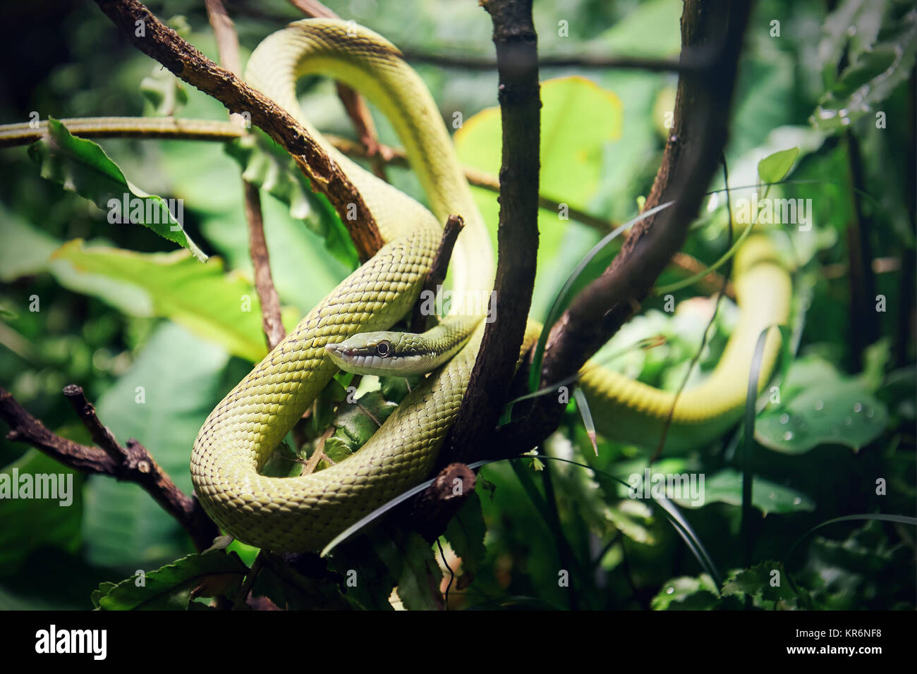 Baron's green racer (Philodryas baroni) sur un arbre Photo Stock - Alamy